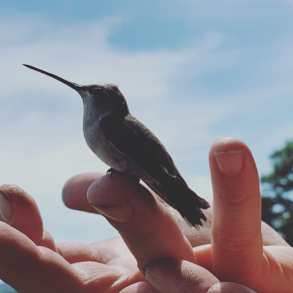 Journal | Lesley Nowlin Blessing